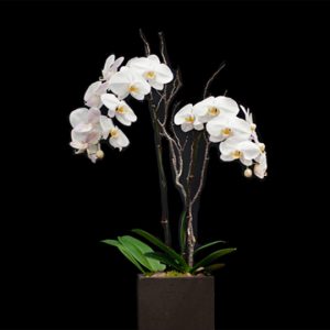 Young Flowers Seattle – Modern artistic floral design | Flower delivery ...